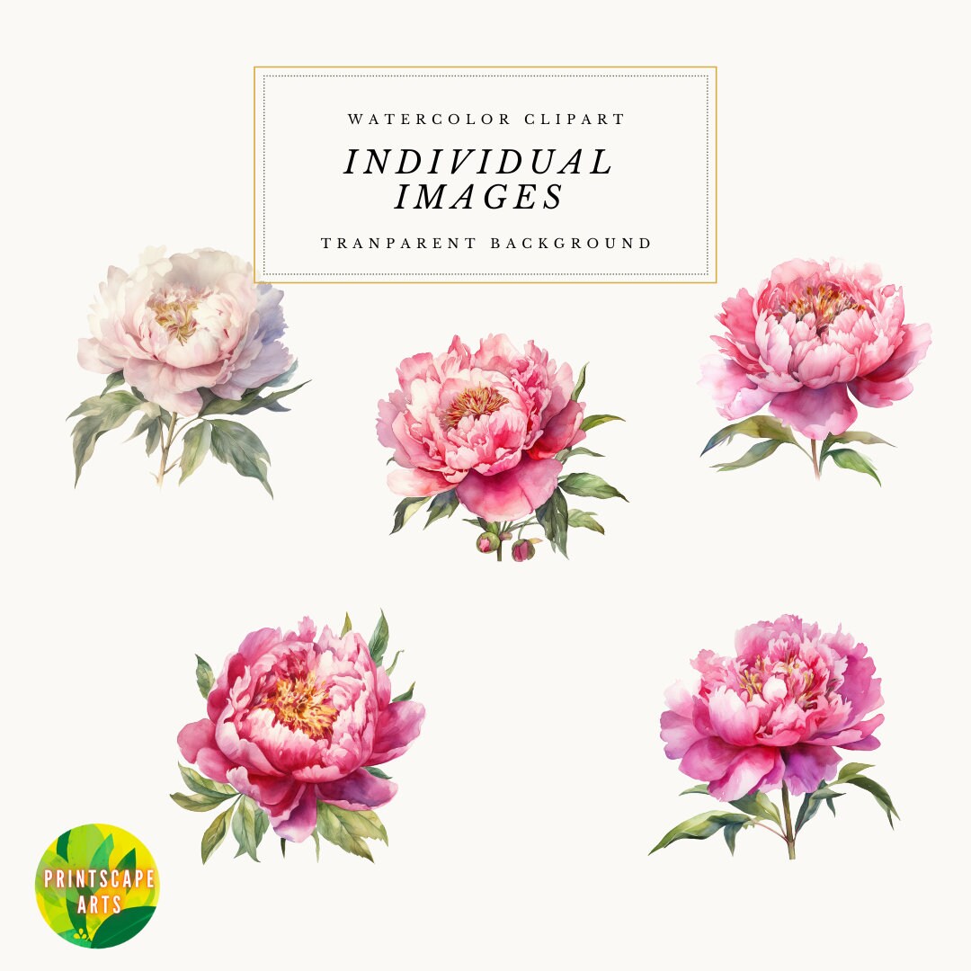 Watercolor Pink Peony Clipart, Peonies Bright Pink, Delicate Light Pink ...