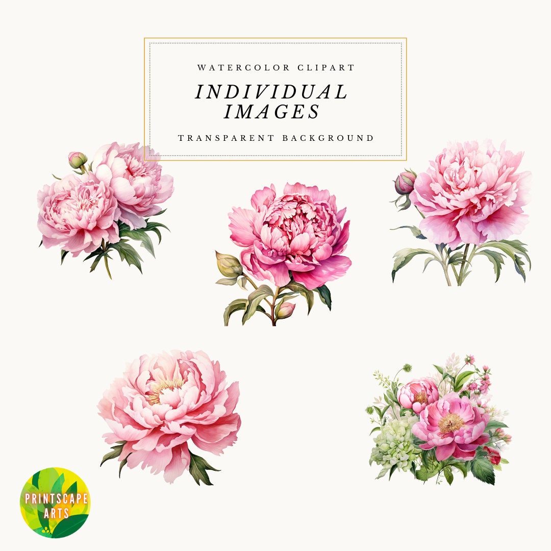 Watercolor Pink Peony Clipart Peonies in Pink Pale and Blush - Etsy