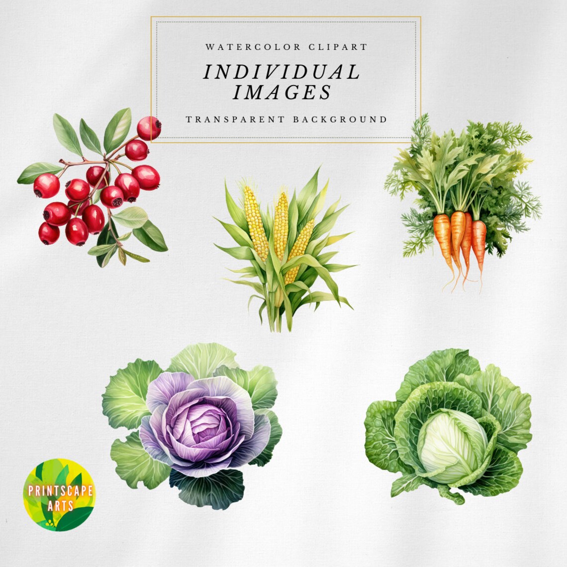 Autumn Harvest Clipart Fall Watercolor Clipart Autumn - Etsy