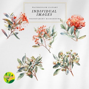 Watercolor Eucalyptus Clipart: Floral Greenery PNG (digital Download ...