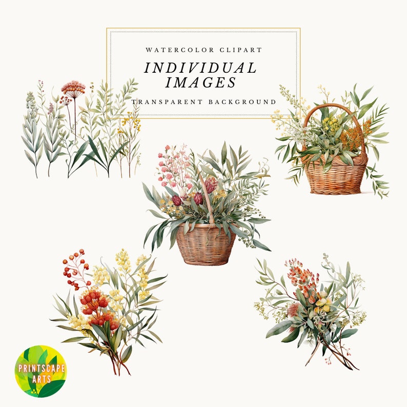 Eucalyptus Watercolor Clipart: Floral Leaf PNG Elements (digital ...