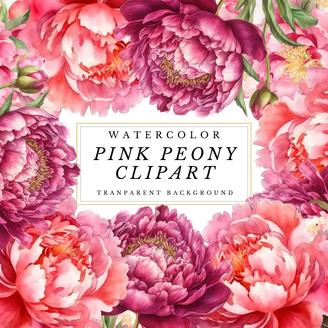 Watercolor Pink Peony Clipart, Peonies Bright Pink, Delicate Light Pink ...