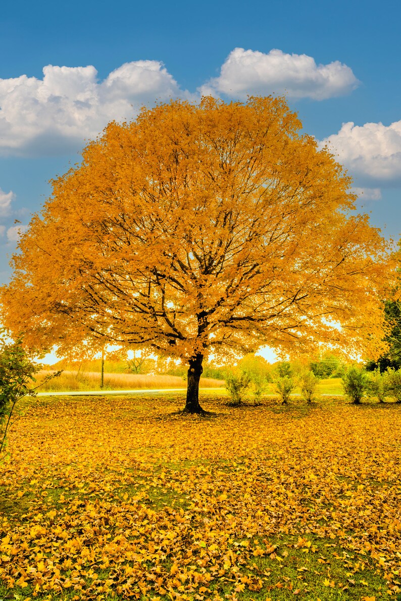 FALL MAPLE TREE - Etsy