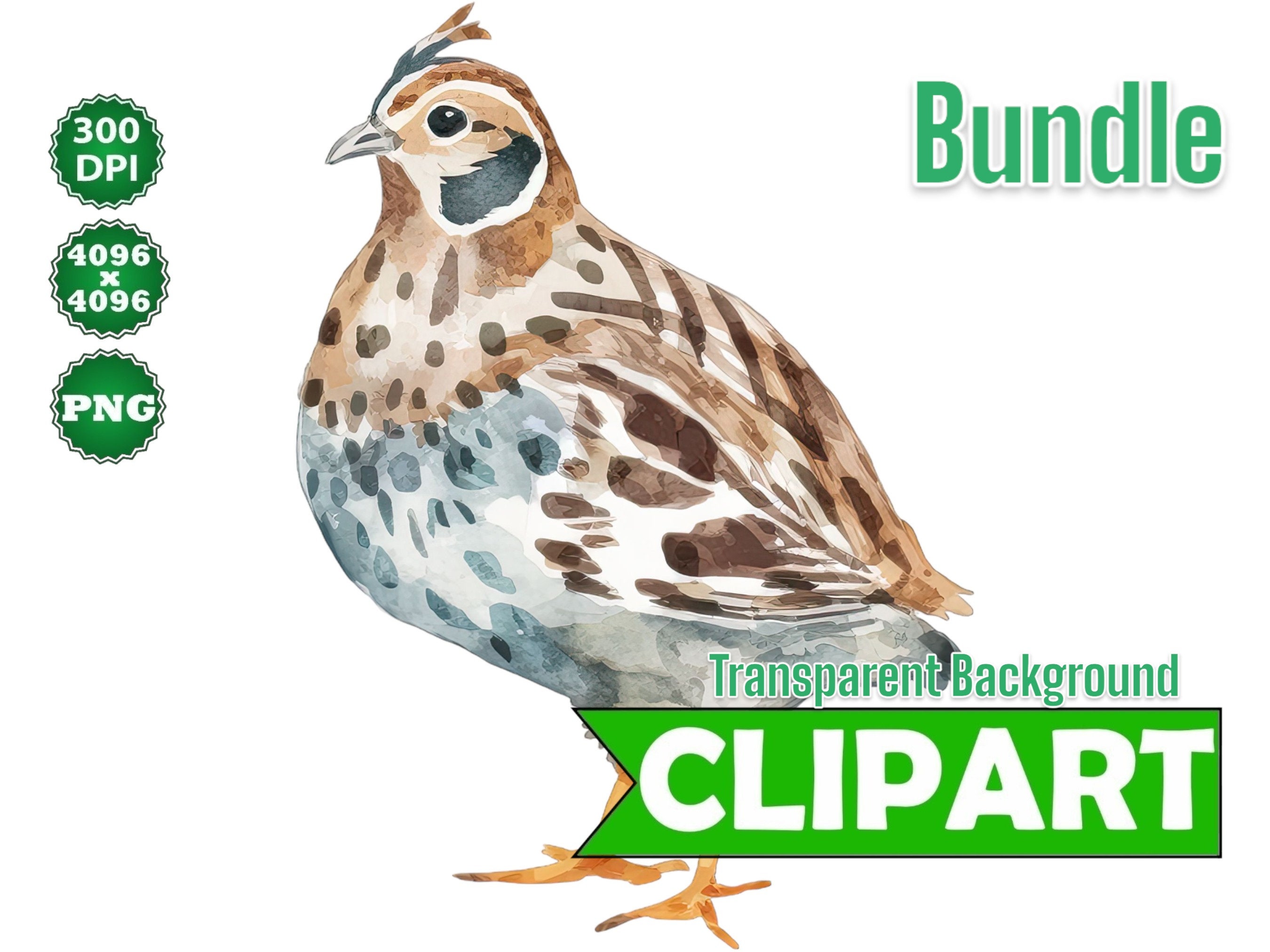 Cartoon Flying Quail