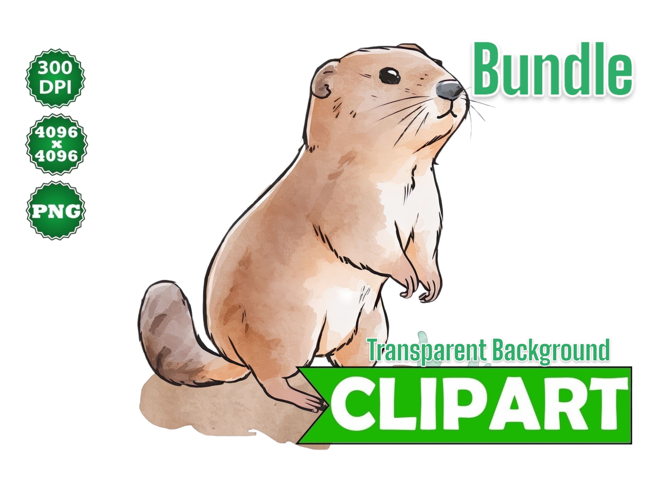 Black Tailed Prairie Dog Drawing