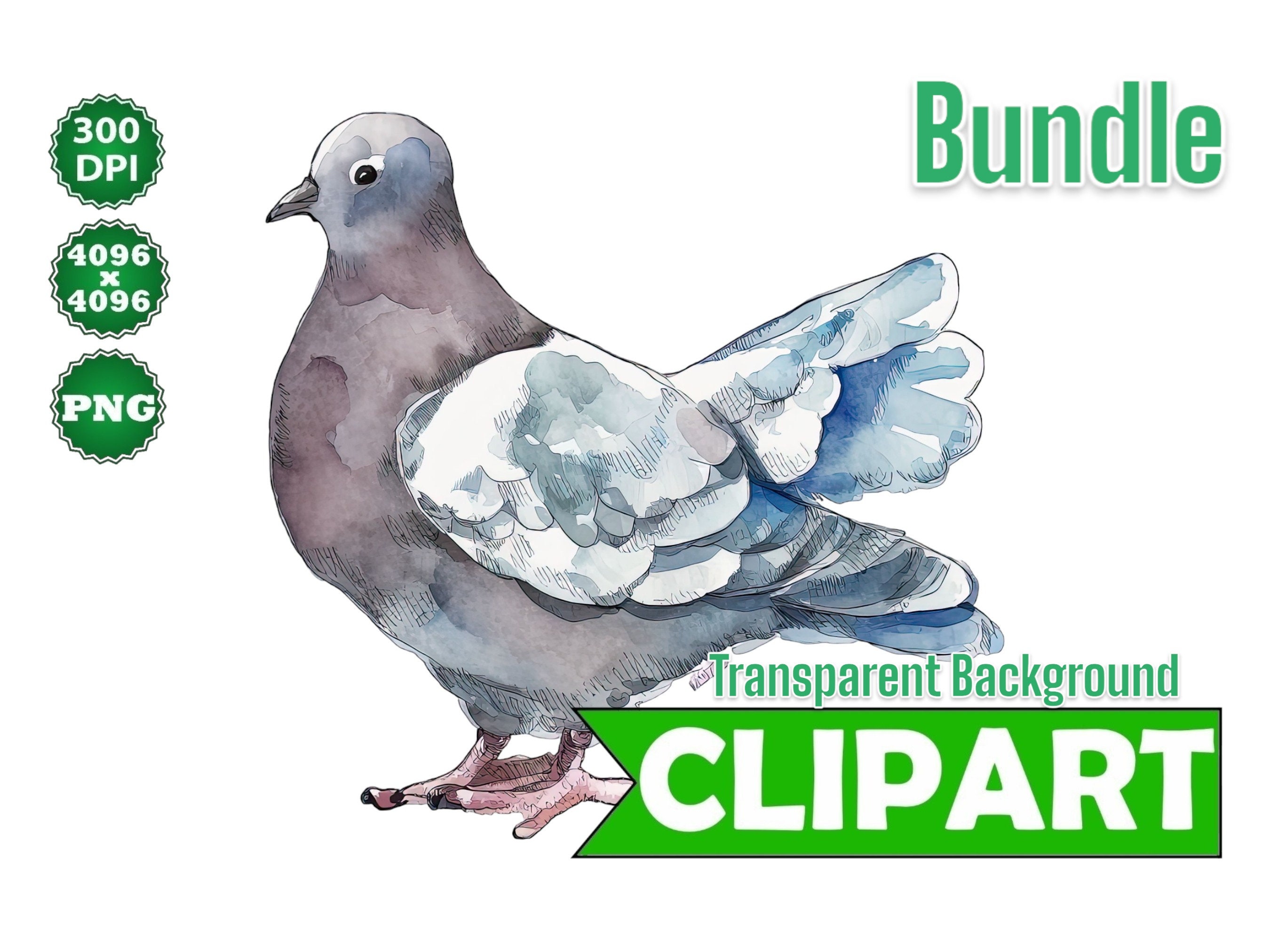 Watercolor Clipart Pigeon Digital Paper Craft Scrap Books - Etsy