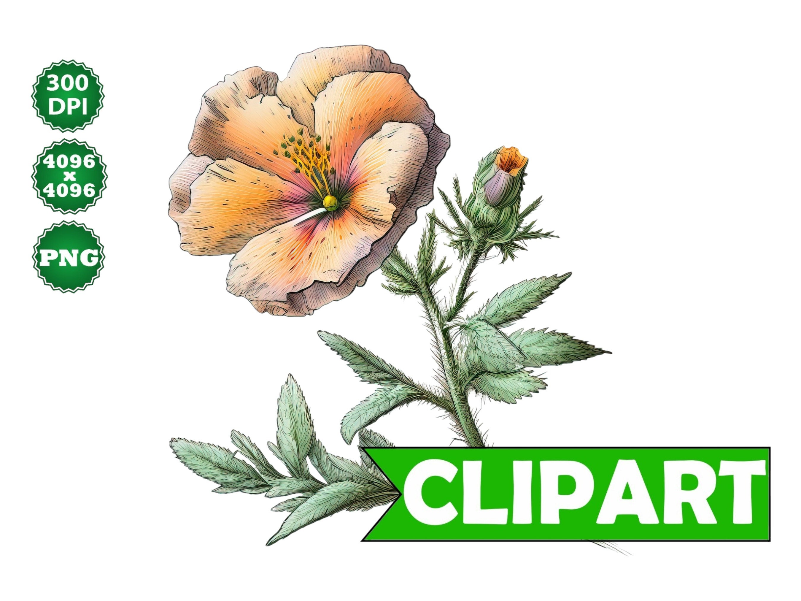 Imágenes Prediseñadas de acuarela rosa de roca creación de - Etsy México