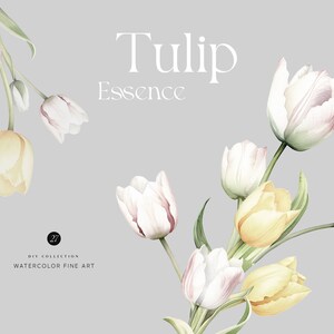 Watercolor Tulip Clipart SET ITEM Tulip Premade Border Tulip Premade ...