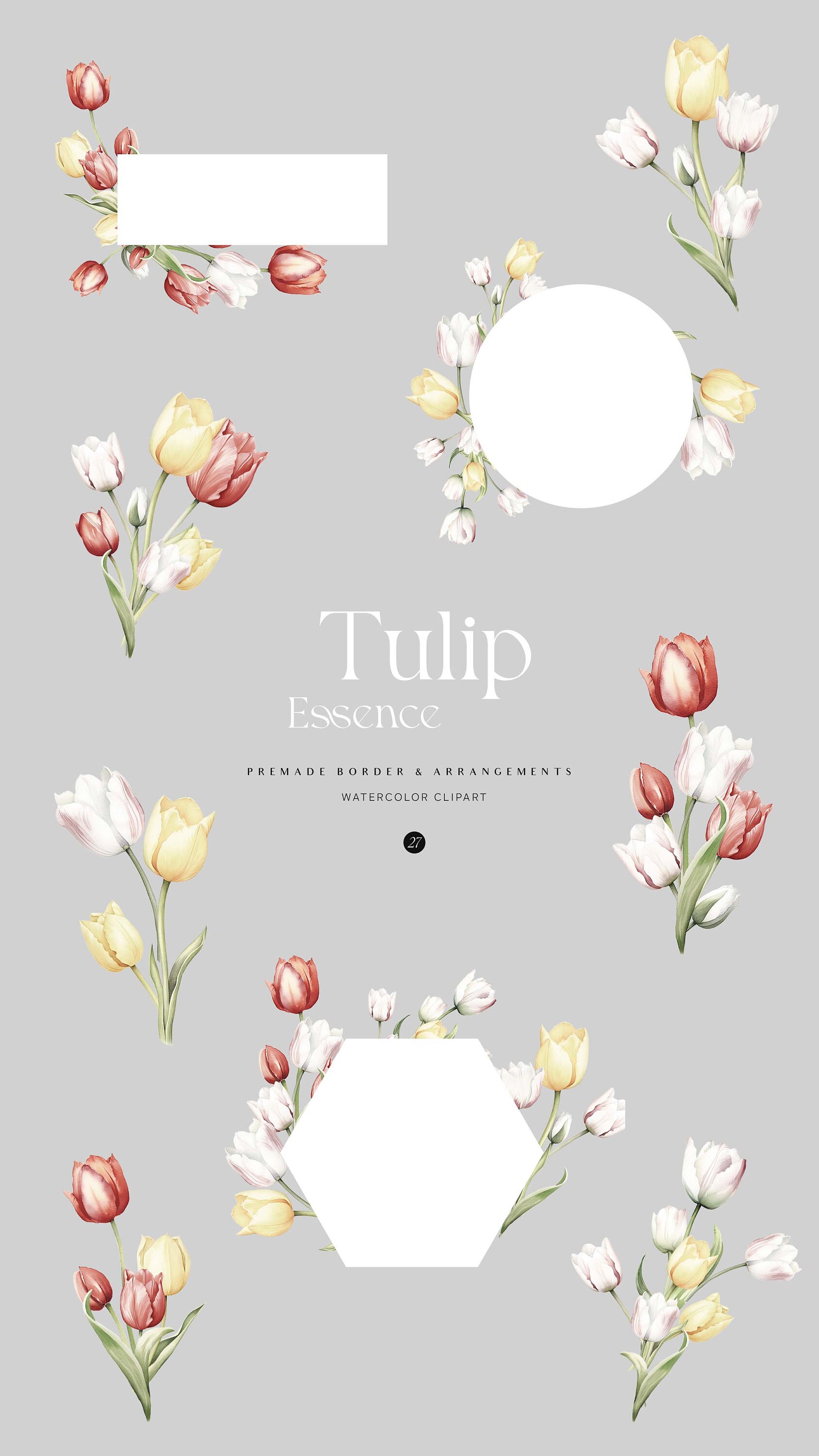 Watercolor Tulip Clipart SET ITEM Tulip Premade Border Tulip Premade ...