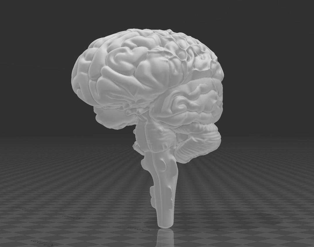 Human Brain With Hindbrain and Brainstem Hi-res 3D Model - Etsy