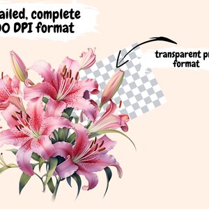 Pink Lilies Watercolor Clipart Bundle - 101 PNG Lily Flower Images ...