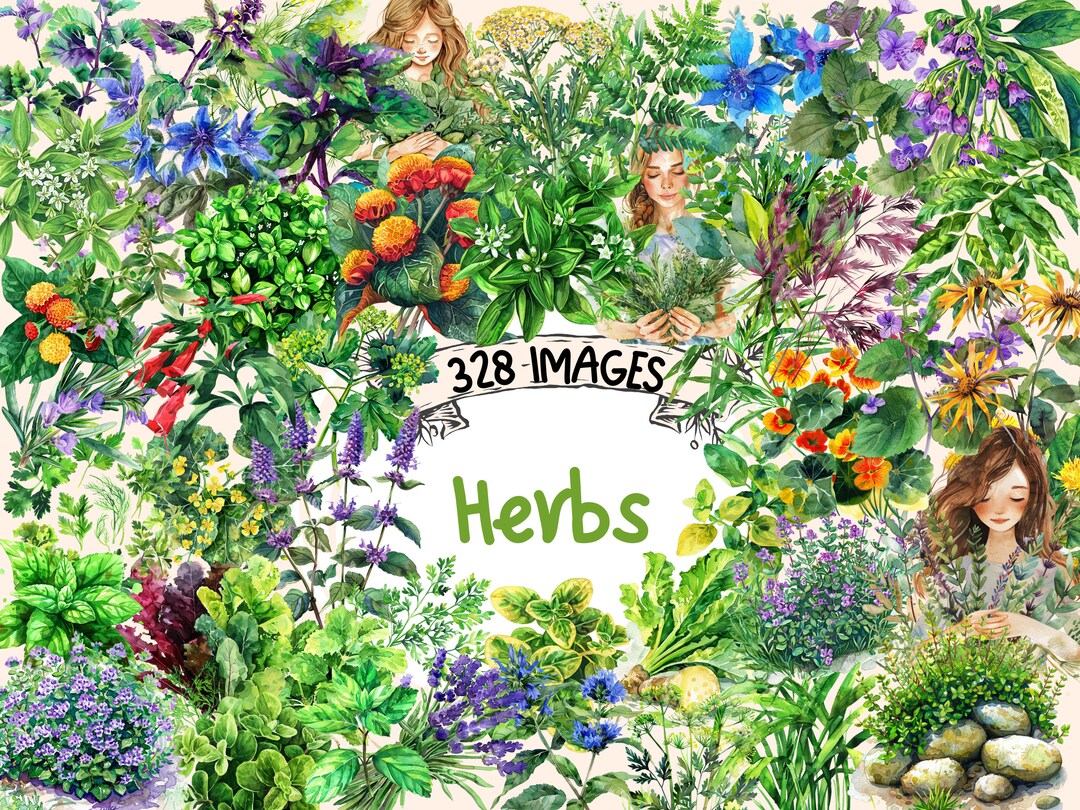 Watercolor Herbs Clipart Bundle: 328 PNG Herbal Graphics (digital ...