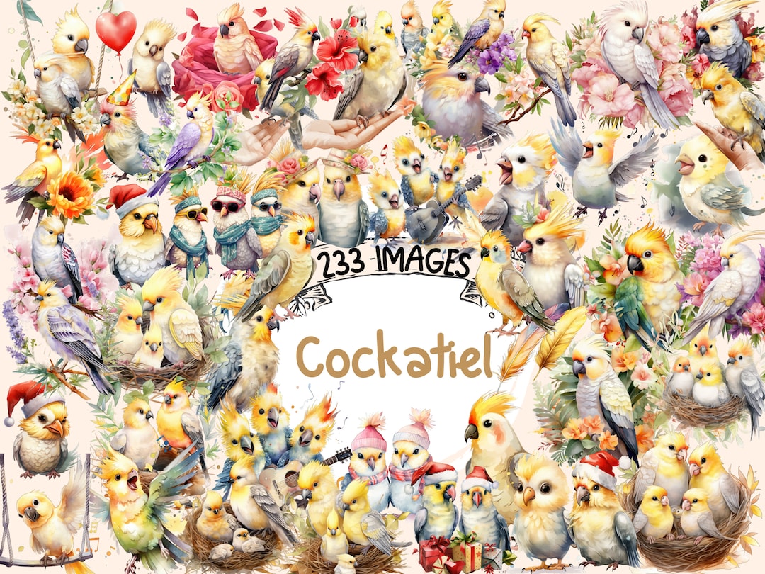 Cockatiel Watercolor Clipart Bundle - 233 PNG Cockatiel Images, Bird ...