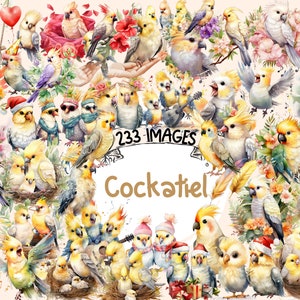 Cockatiel Watercolor Clipart Bundle - 233 PNG Cockatiel Images, Bird ...