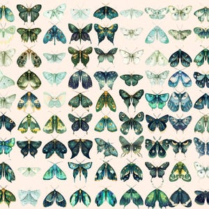 Luna Moth Watercolor Clipart Bundle: 109 PNG Images (commercial Use) - Etsy