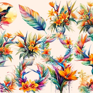 Bird of Paradise Watercolor Clipart Bundle - 60 PNG Tropical Floral ...
