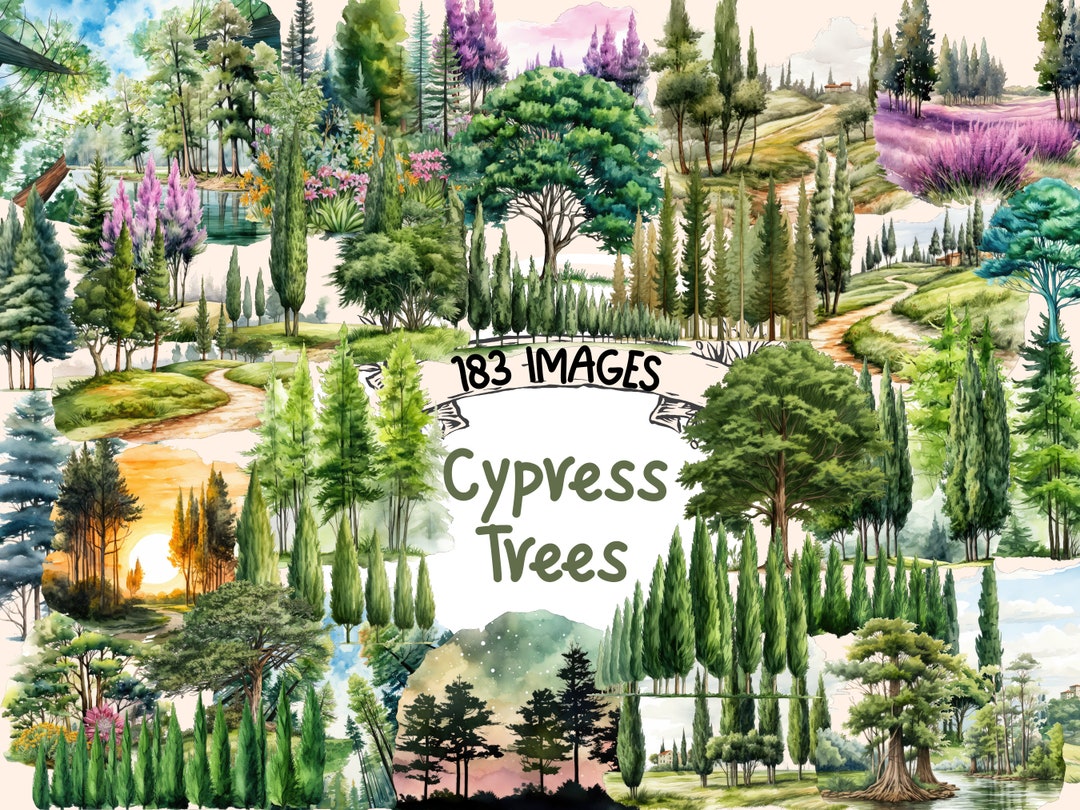 Cypress Trees Watercolor Clipart Bundle: 183 PNG Images (digital ...