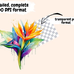 Bird of Paradise Watercolor Clipart Bundle - 60 PNG Tropical Floral ...