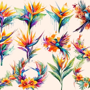 Bird of Paradise Watercolor Clipart Bundle - 60 PNG Tropical Floral ...