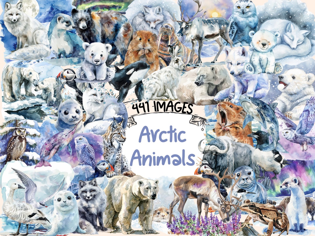 Arctic Animals Watercolor Clipart Bundle - 441 PNG Polar Wildlife ...