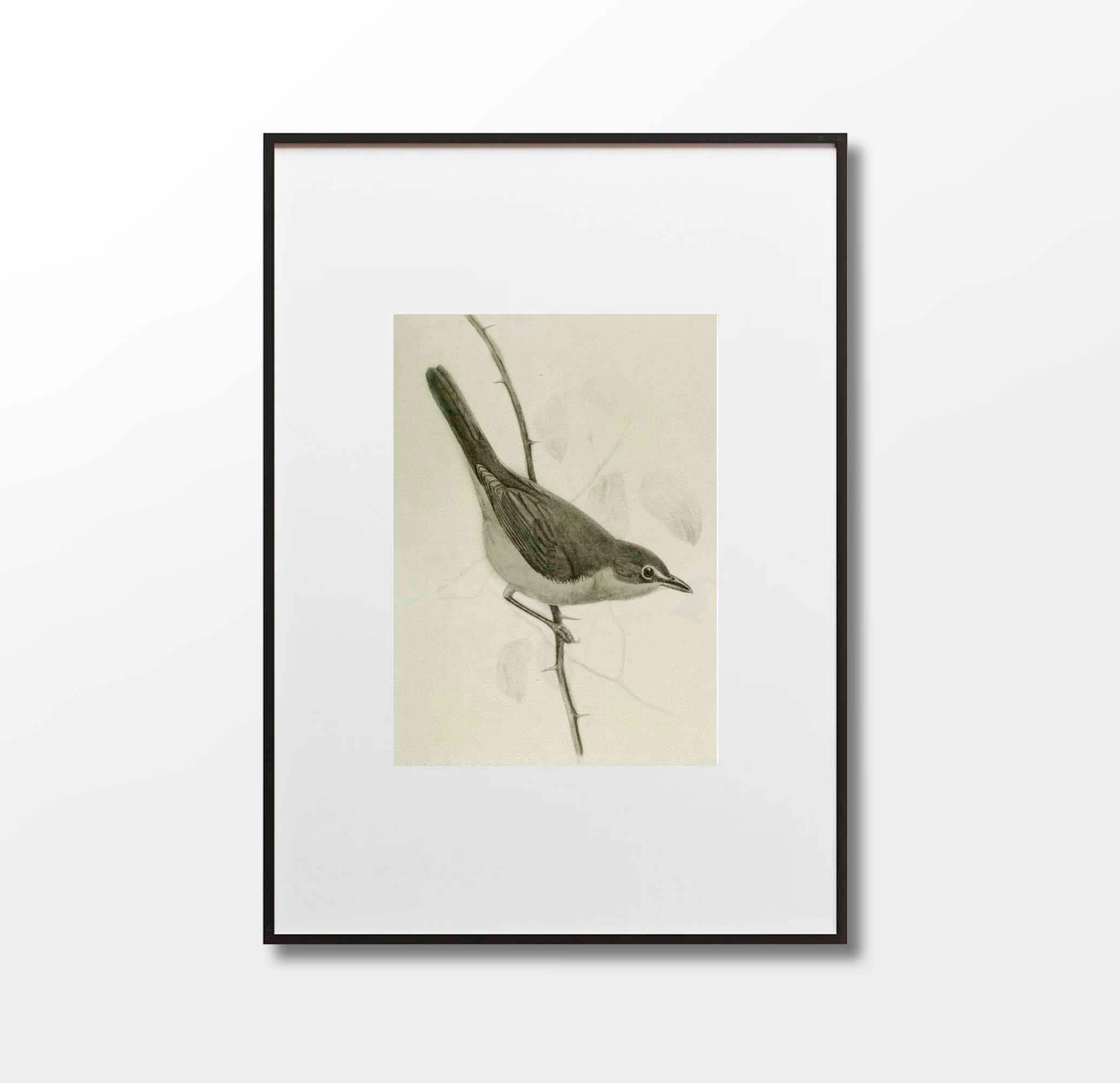 VINTAGE BIRD Sketch Vintage Moody Bird Etching Minimalist - Etsy