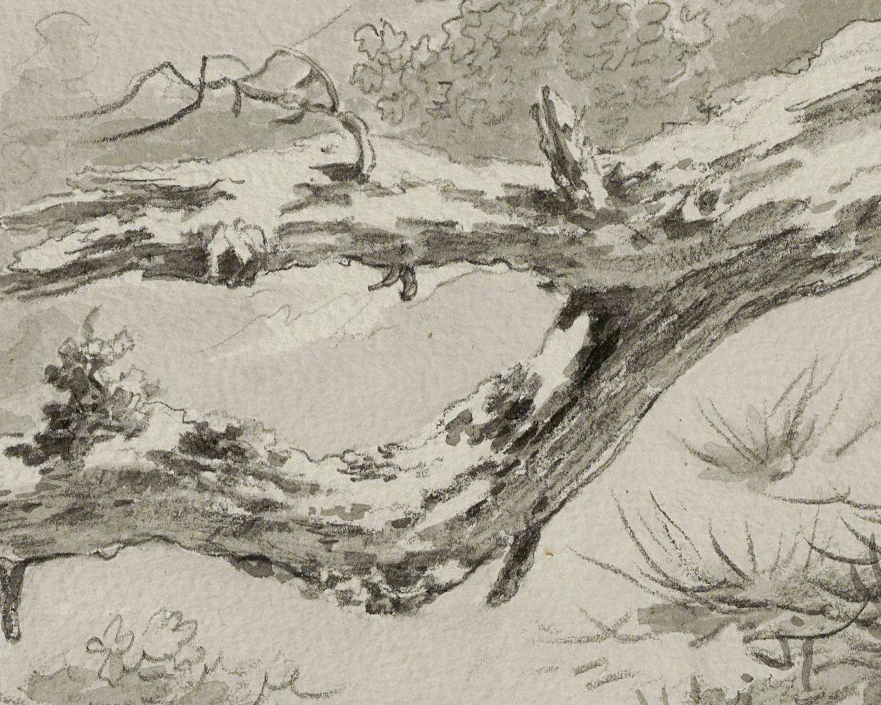 Printable Old Tree Drawing Tree Wall Art Vintage Sketch - Etsy