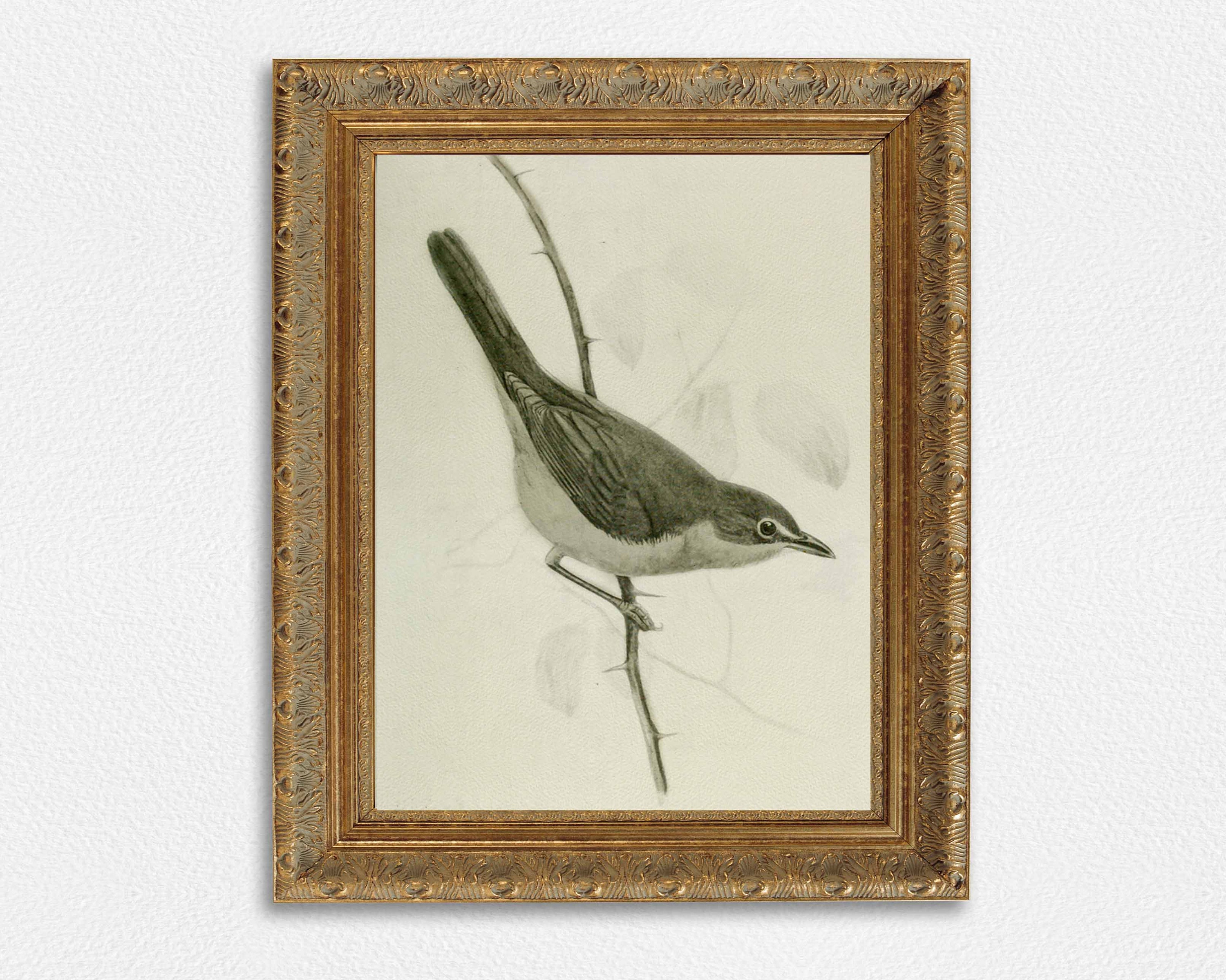 VINTAGE BIRD Sketch Vintage Moody Bird Etching Minimalist - Etsy