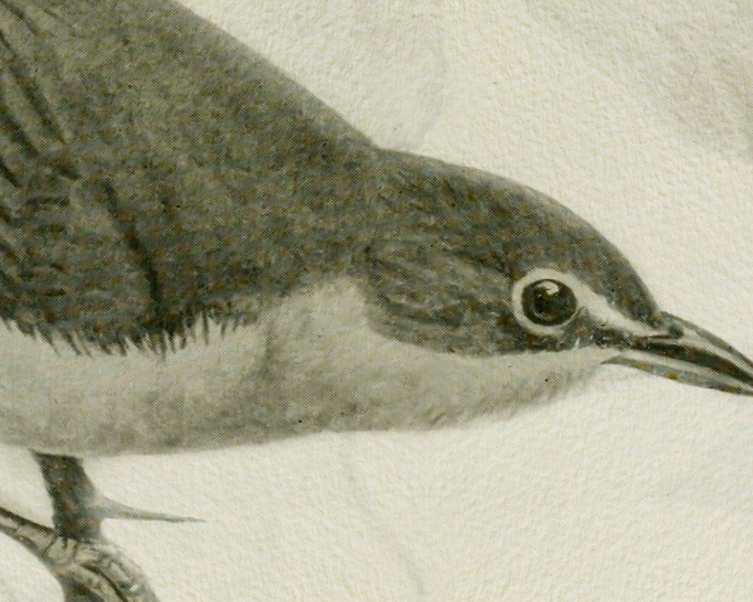 VINTAGE BIRD Sketch Vintage Moody Bird Etching Minimalist - Etsy