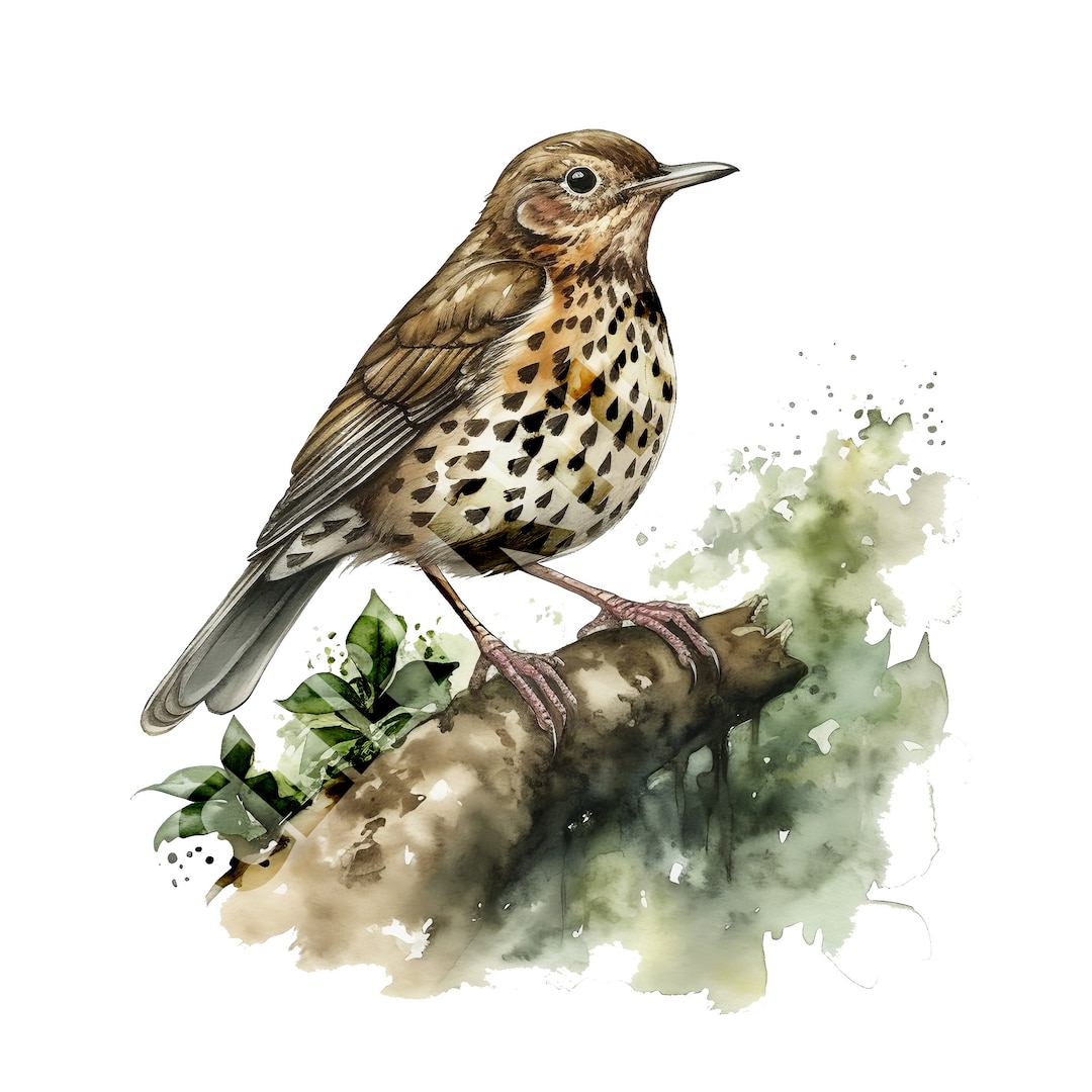 SONG THRUSH Png 12pc, Water Color CLIPART, Forest Animals Png, Digital ...