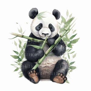 HAPPY PANDA Bamboo Png 12pc, Water Color CLIPART, Forest Animals Png ...