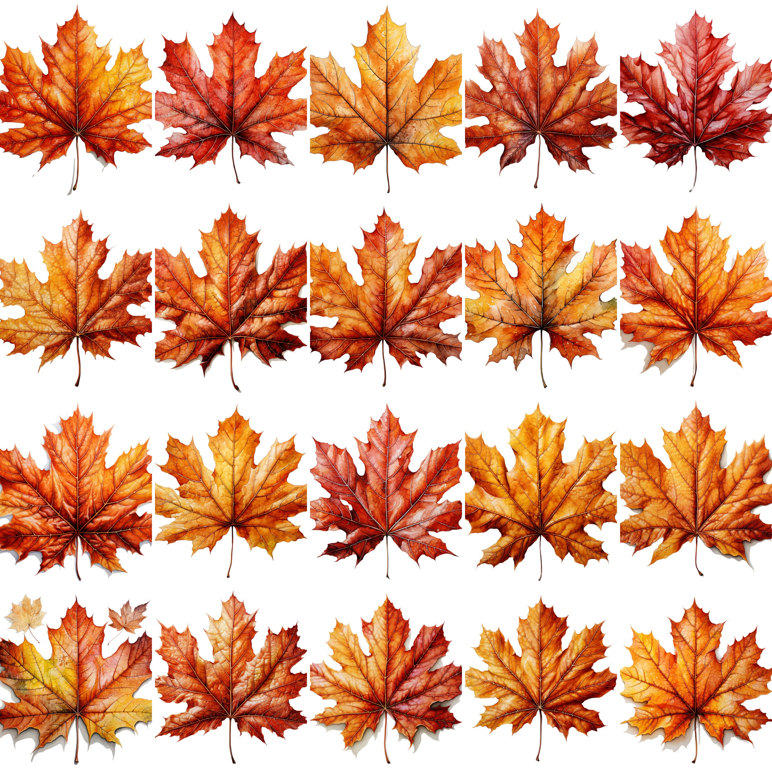 FALL LEAVES CLIPART Bundle 80x Png Watercolor Autumn - Etsy