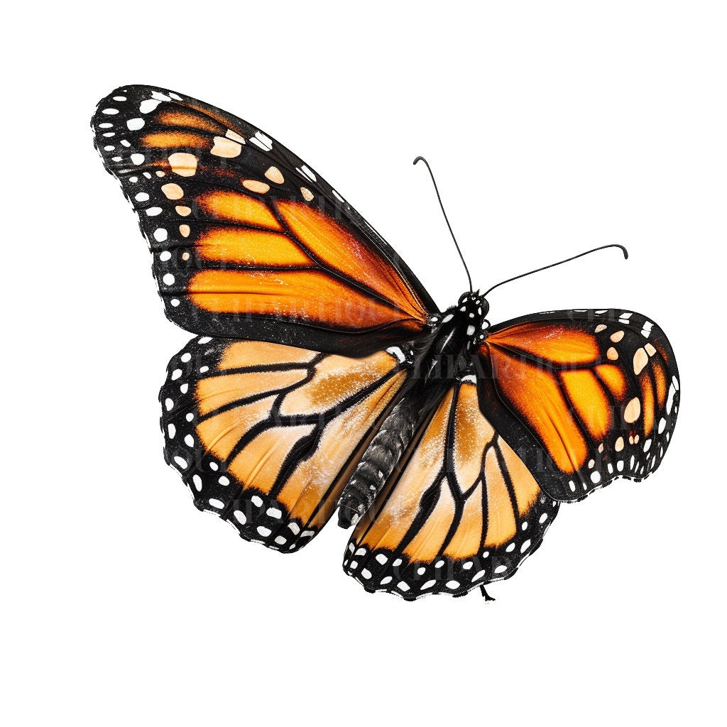 MONARCH BUTTERFLY Clipart Bundle 28x Png Watercolor - Etsy