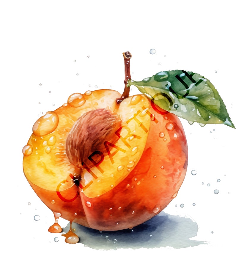 APRICOT PNG Water Color CLIPART Summer Fruits Png Digital - Etsy