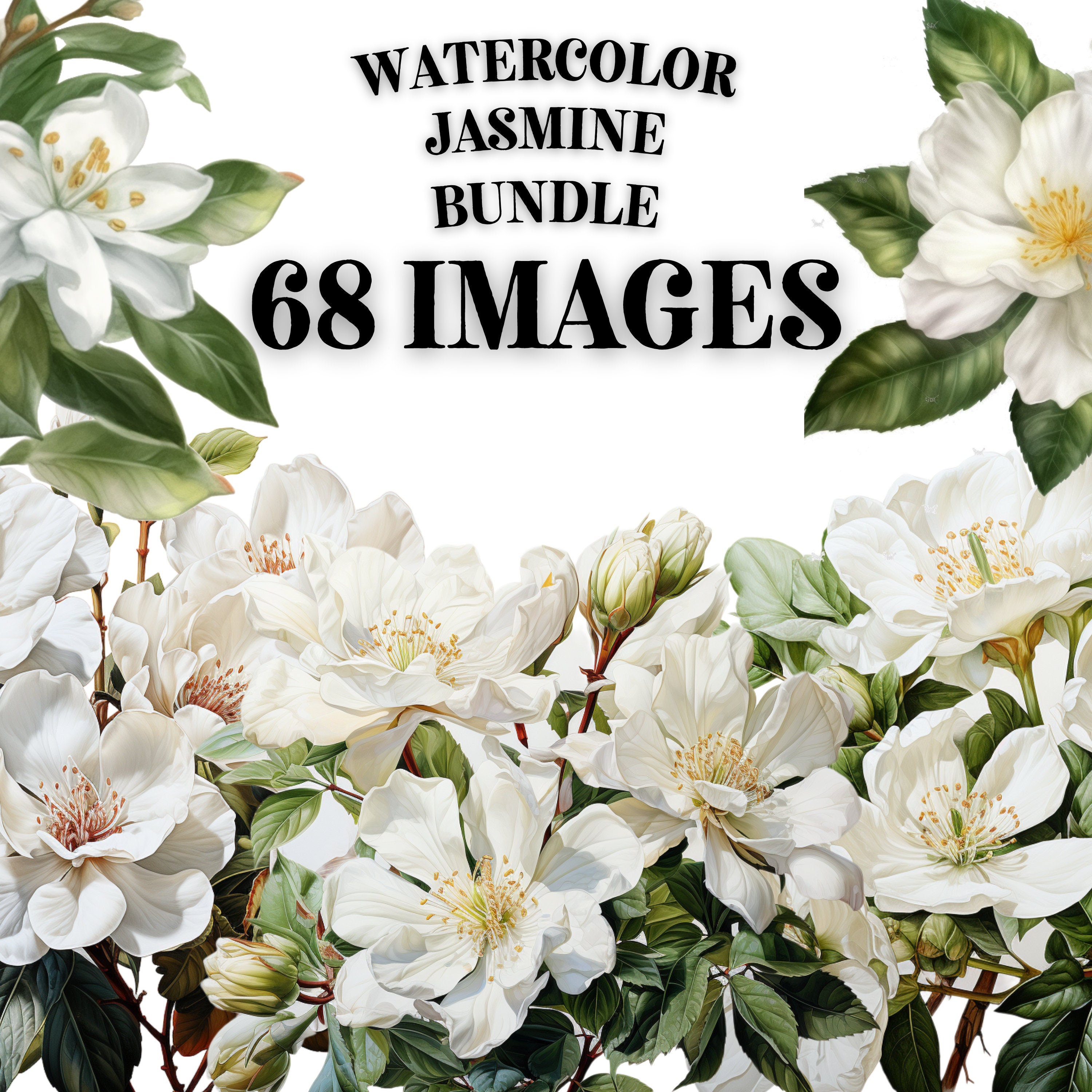 JASMINE FLOWER CLIPART Bundle 68x Png Watercolor Botanical - Etsy