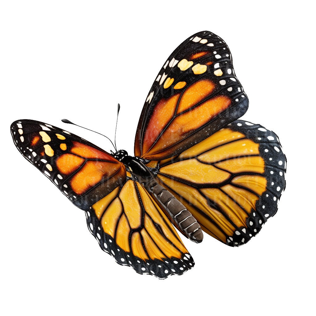 MONARCH BUTTERFLY Clipart Bundle 28x Png Watercolor - Etsy