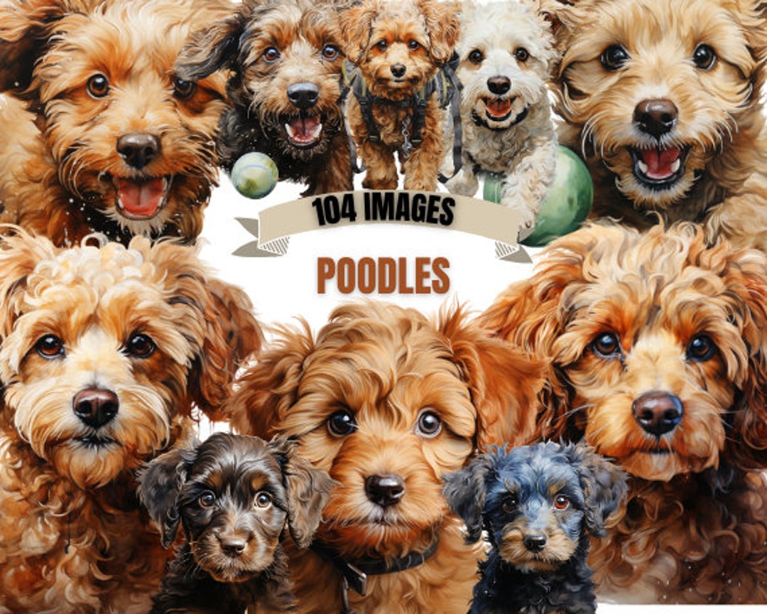 POODLE DOG Clipart Bundle 104x Png - Watercolor - Puppy Dog Lover ...