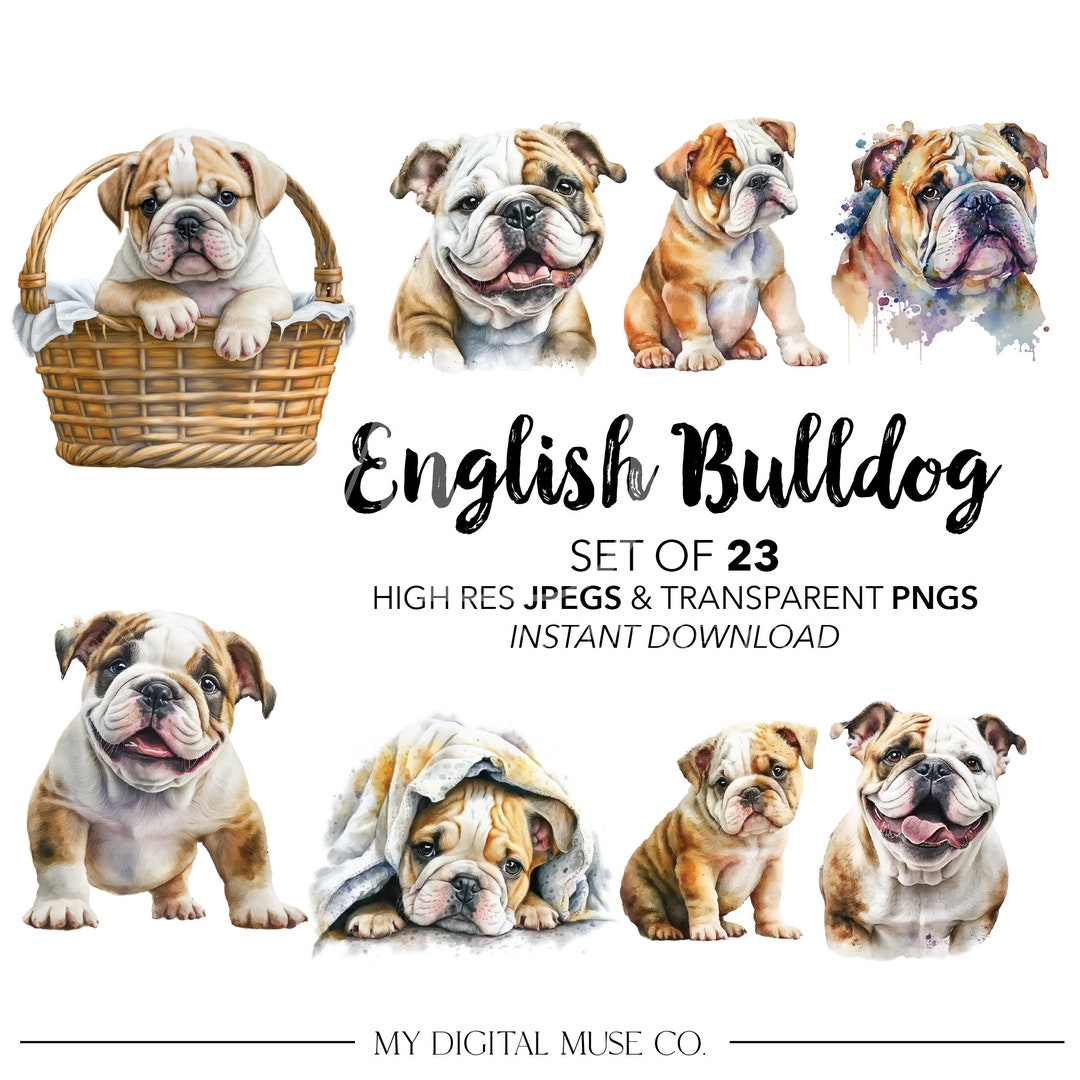 English Bulldog PNG, Watercolor English Bulldog Clipart, Jpg, Puppy PNG ...