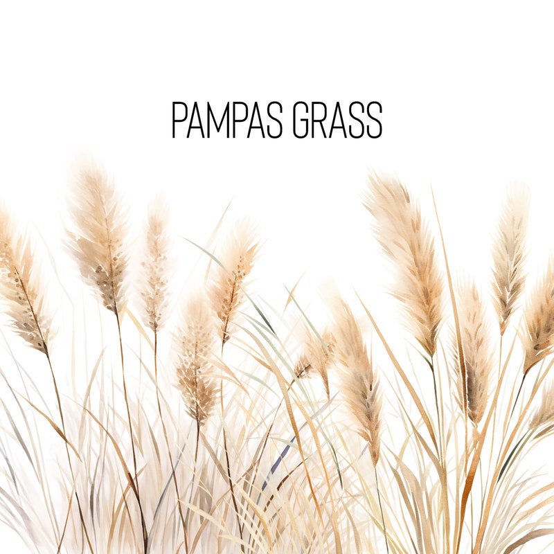Pampas Grass Clipart - Etsy