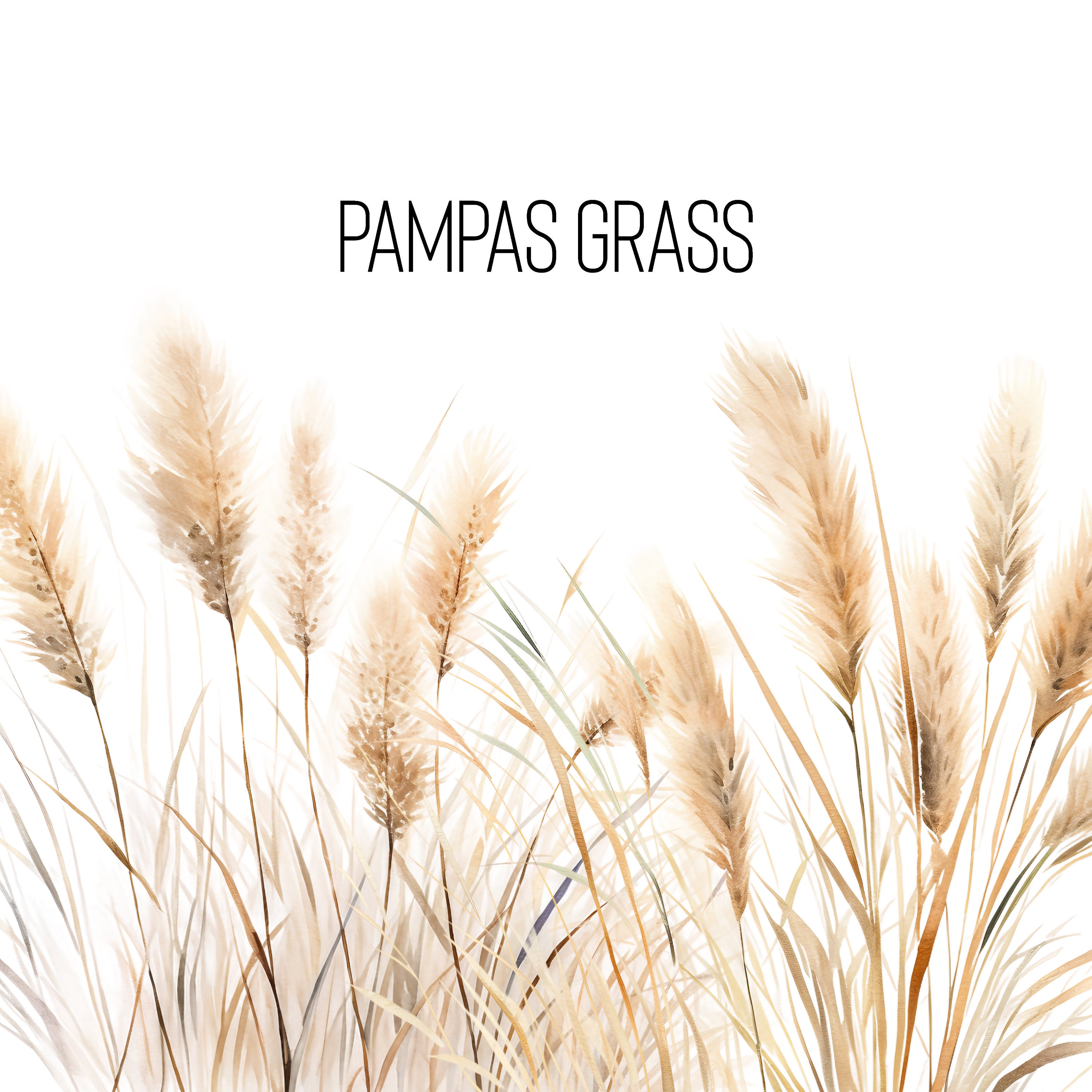 Pampas Grass Clipart, Watercolor Floral, Wildflowers Floral, Floral ...