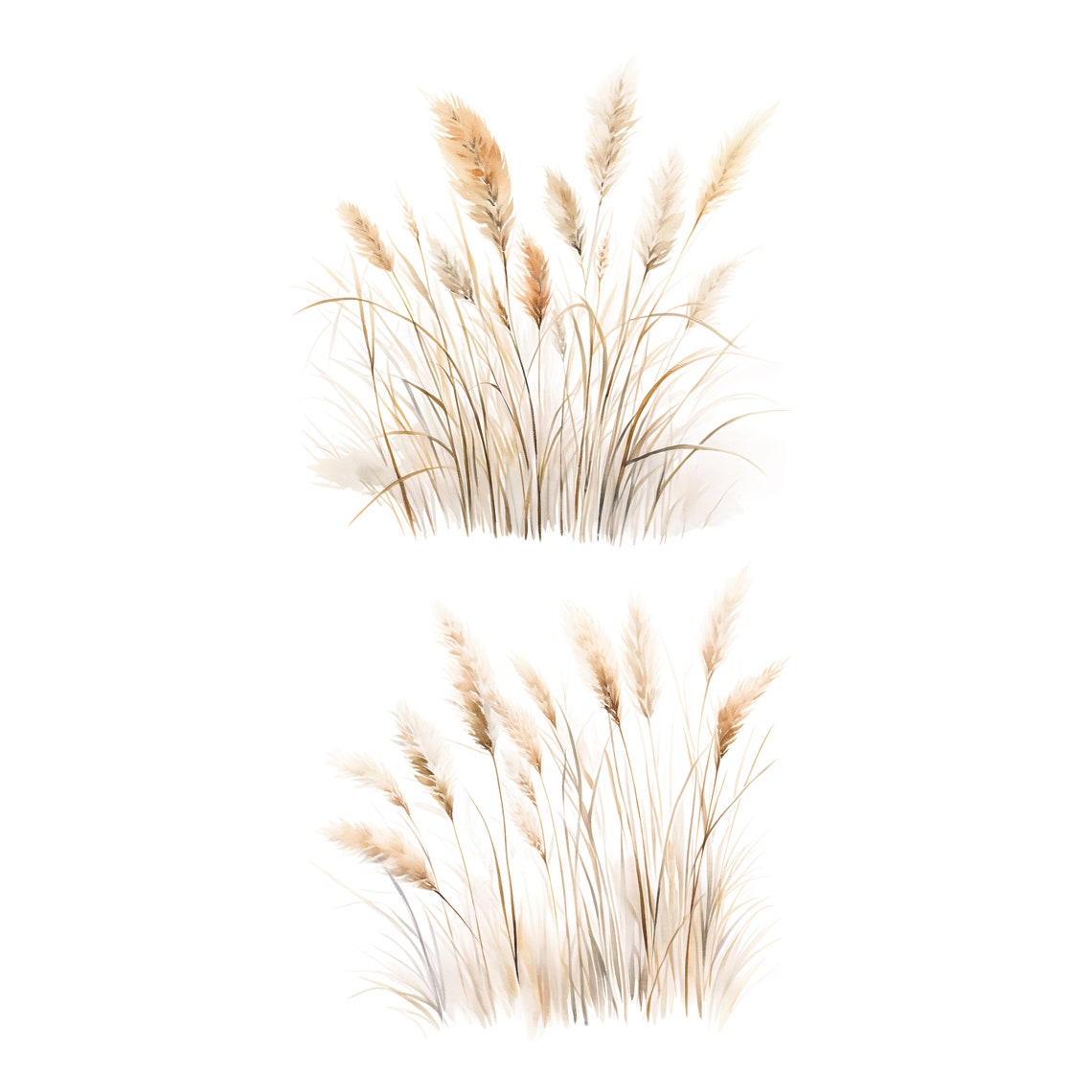 Pampas Grass Clipart, Watercolor Floral, Wildflowers Floral, Floral ...