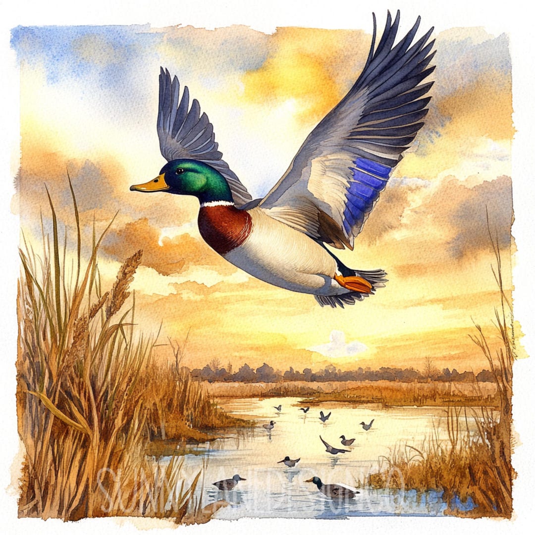 JPEG Mallard Duck Wild Duck JPEG Sunset Wetland Hunting Flying Ducks ...