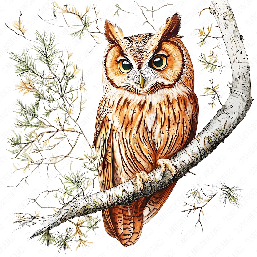Owl Clipart, Woodland Animals PNG, Forest Animal, Woodland Animals ...