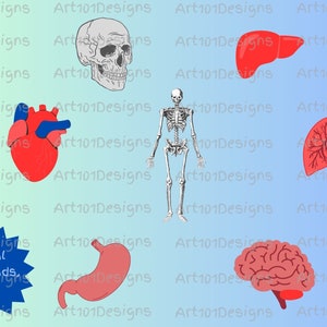 Art101designs Graphical Anatomy Clipart - Human Organs Clipart ...