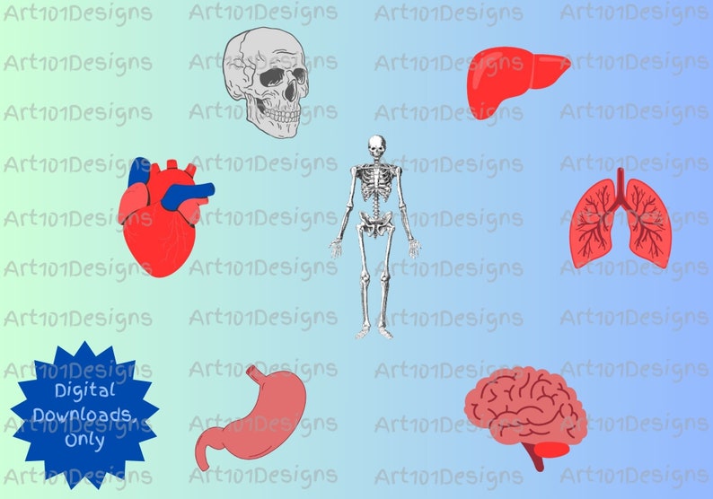 Art101designs Graphical Anatomy Clipart - Human Organs Clipart ...