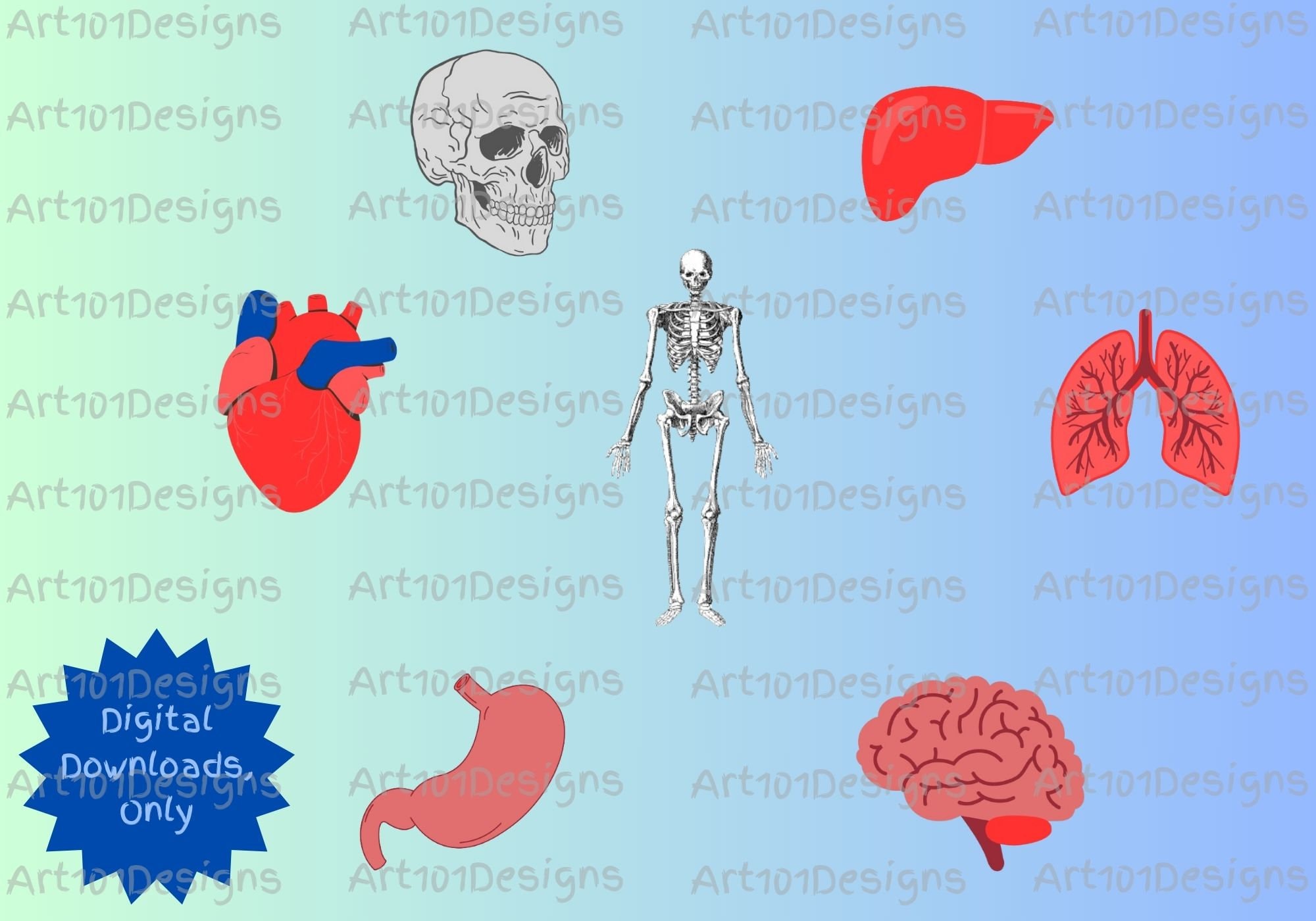Art101designs Graphical Anatomy Clipart Human Organs Clipart Anatomy ...
