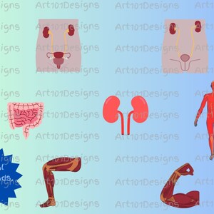 Art101designs Graphical Anatomy Clipart - Human Organs Clipart ...
