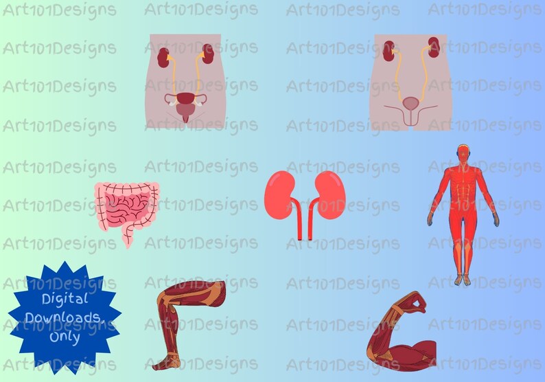 Art101designs Graphical Anatomy Clipart - Human Organs Clipart ...