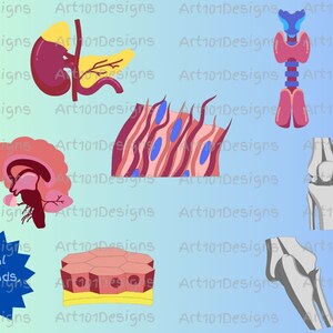 Art101designs Graphical Anatomy Clipart - Human Organs Clipart ...