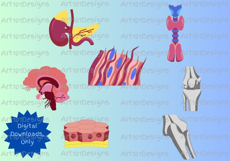 Art101designs Graphical Anatomy Clipart - Human Organs Clipart ...