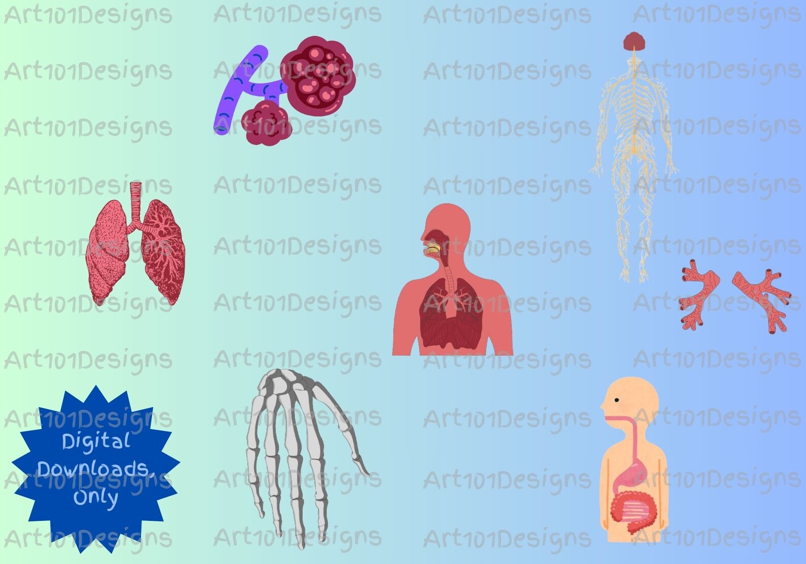 Art101designs Graphical Anatomy Clipart - Human Organs Clipart ...